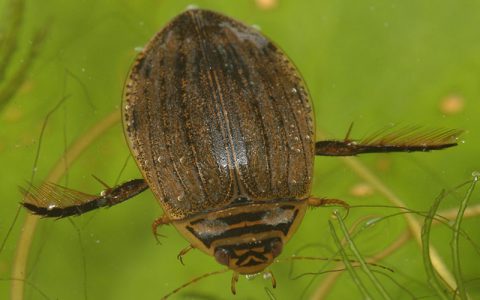 Bestand Nederlandse waterkevers ontsloten - NL BIF